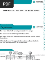 Osteology of The Goat | PDF | Vertebra | Vertebral Column