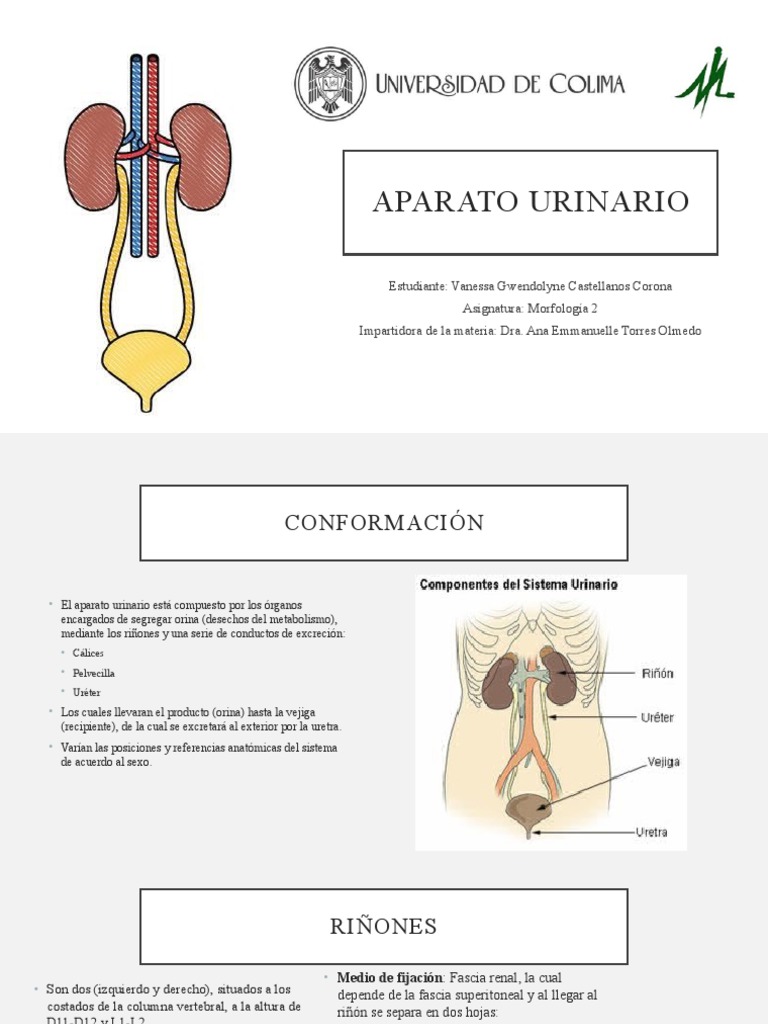 Aparato Urinario | PDF | Riñón | Sistema urinario