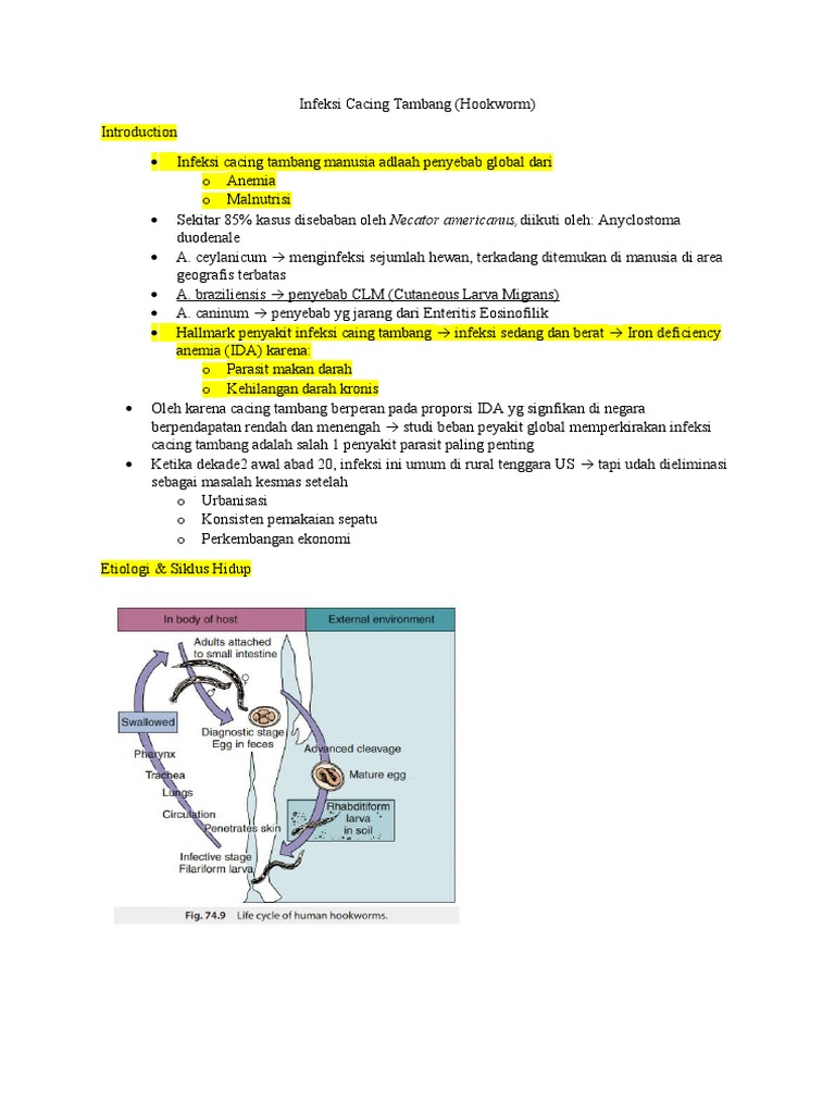 Cacing Tambang (Hookworm) | PDF