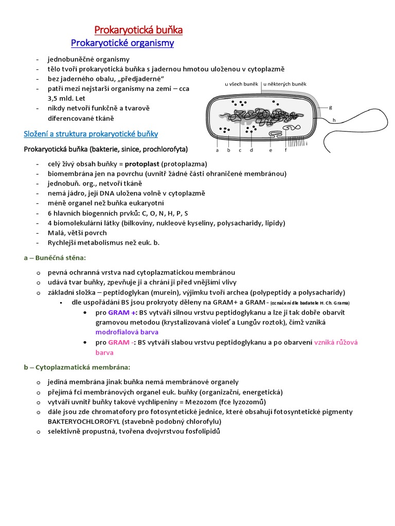 Prokaryot. Bunka Prok. Org. Viry1 | PDF