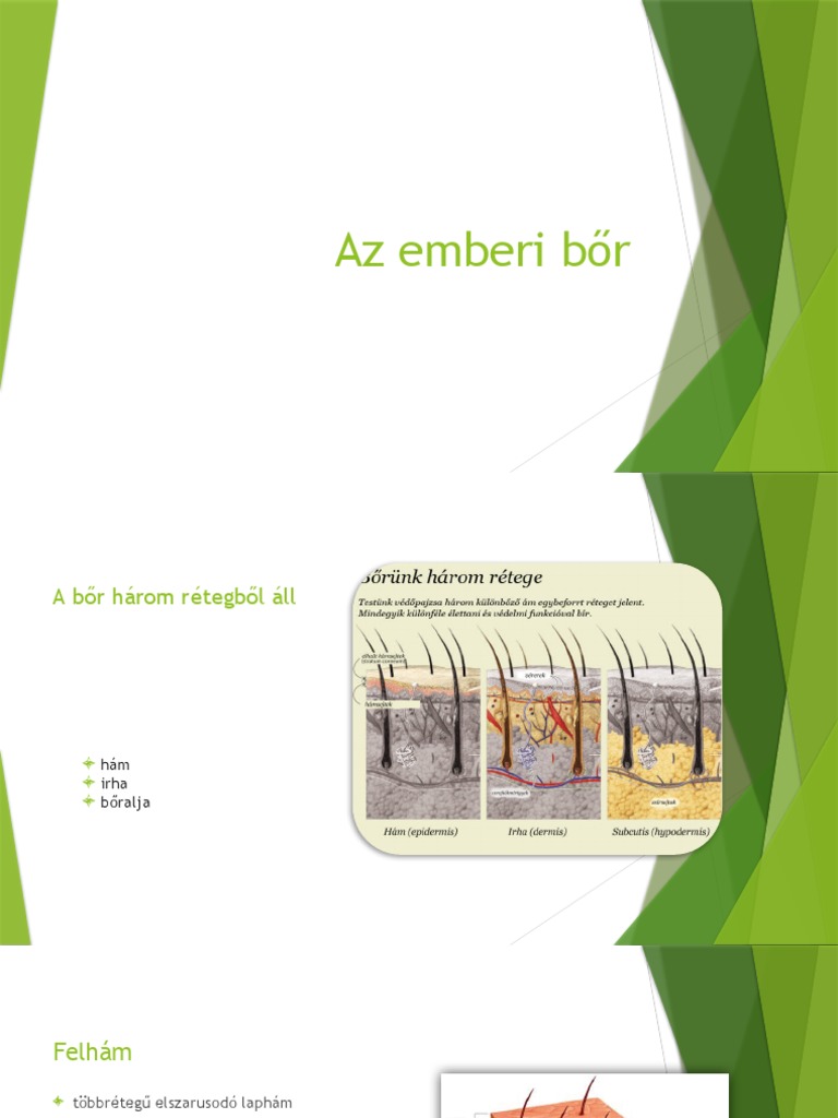 Az Emberi Bőr | PDF
