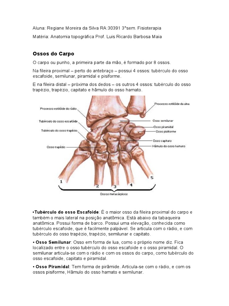 Anatomia dos ossos do carpo e descrição detalhada de sua estrutura e ...