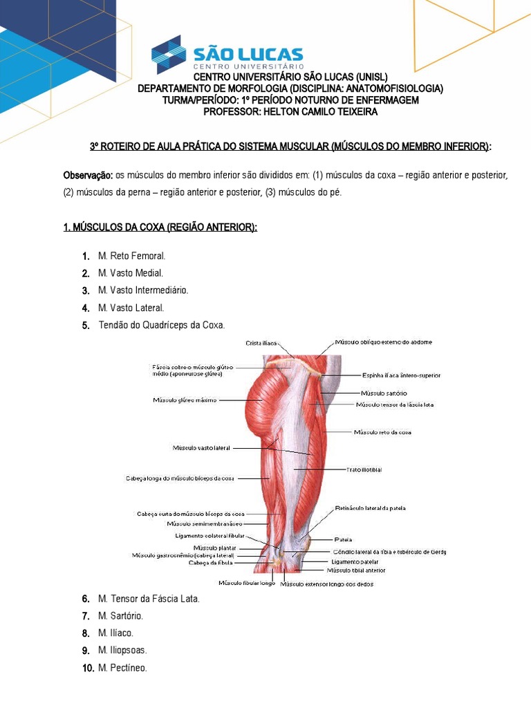 3º Roteiro de Aula Pratica Sistema Muscular - Musculos Do Membro ... 3º Roteiro de Aula Pratica Sistema Muscular - Musculos Do Membro ...