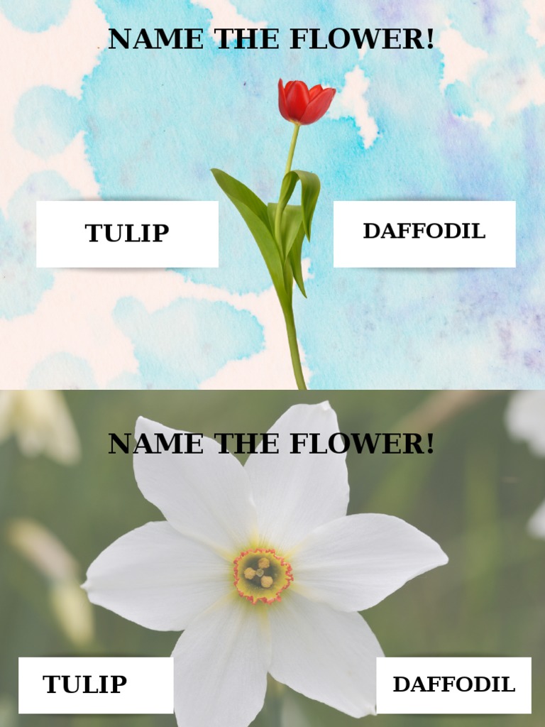 Name The Flower! PDF | PDF