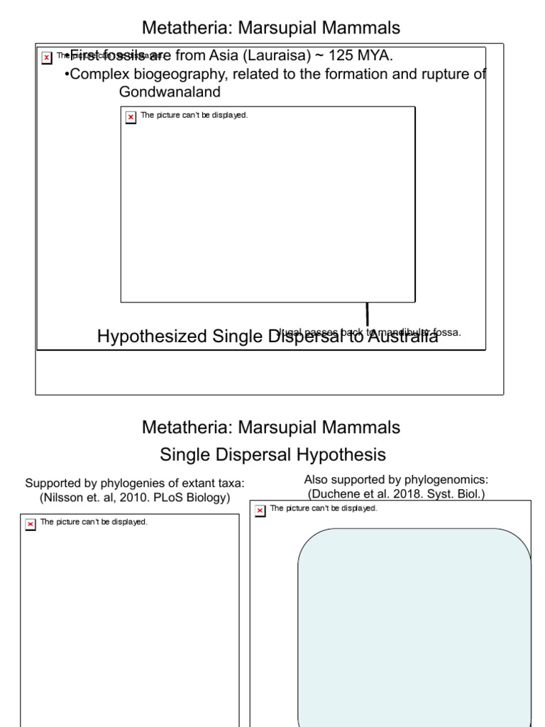Zool 322 Lecture 5 Ed 2019-2020 Marsupial Mammals | PDF | Marsupials | Mammal Orders