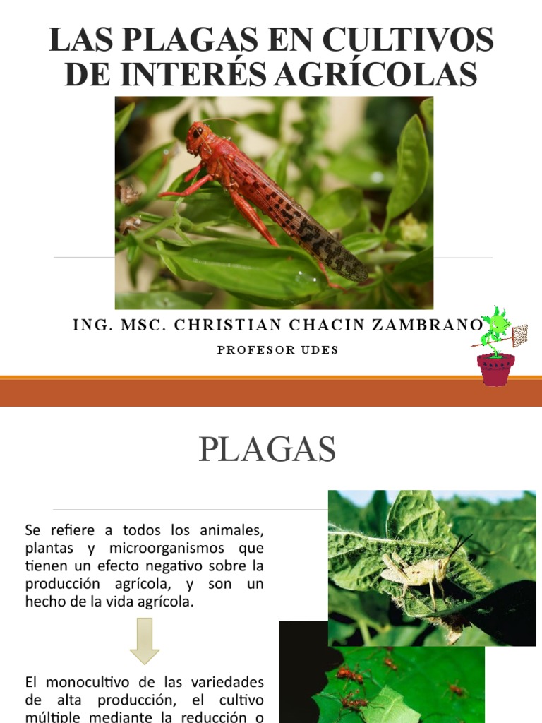 Clase... PLAGAS EN CULTIVOS | PDF | Plaga (organismo) | Insectos