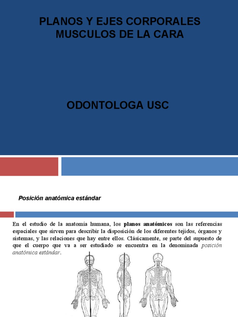 Planos Corporales | PDF | Anatomía humana | Cabeza y cuello humanos