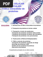 La Célula - Tráfico Vesicular Proteínas COP-I y COP-II | PDF | Retículo ...