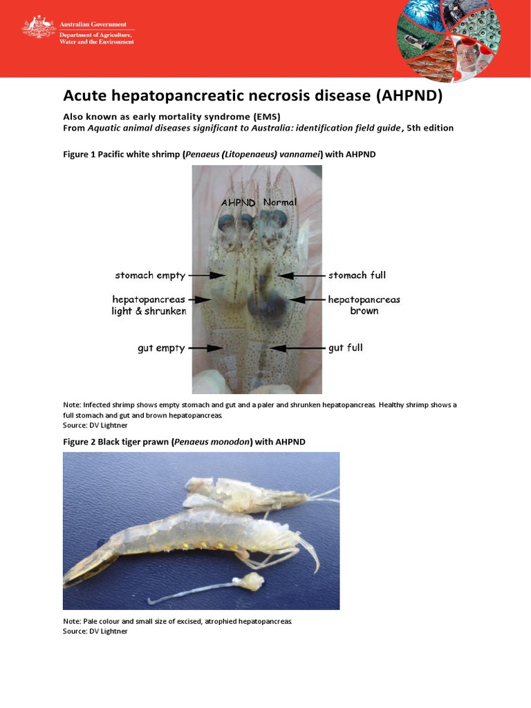Acute Hepatopancreatic Necrosis Disease | PDF | Infection | Pathology