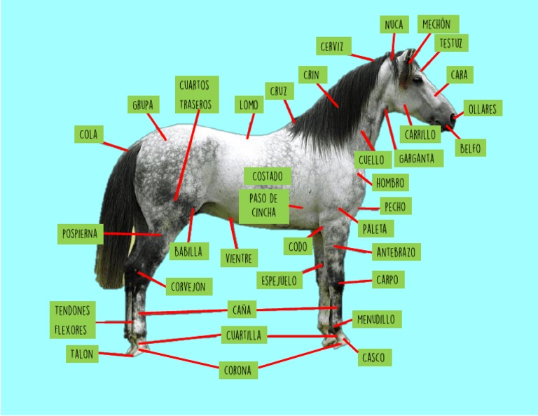 Partes Del Caballo | PDF