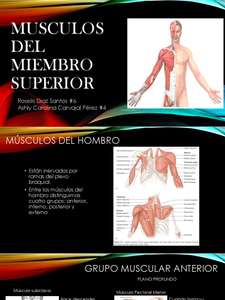 Anatomía de los Músculos del Miembro Superior | PDF | Hombro ...