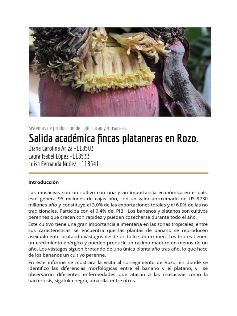 Informe Musaceas | PDF | Plantas | Botánica