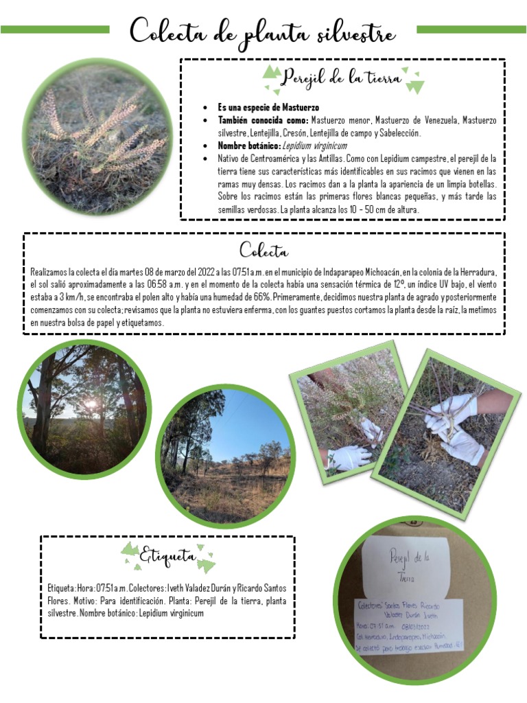 Colecta de Planta Silvestre | PDF | Flores | Plantas
