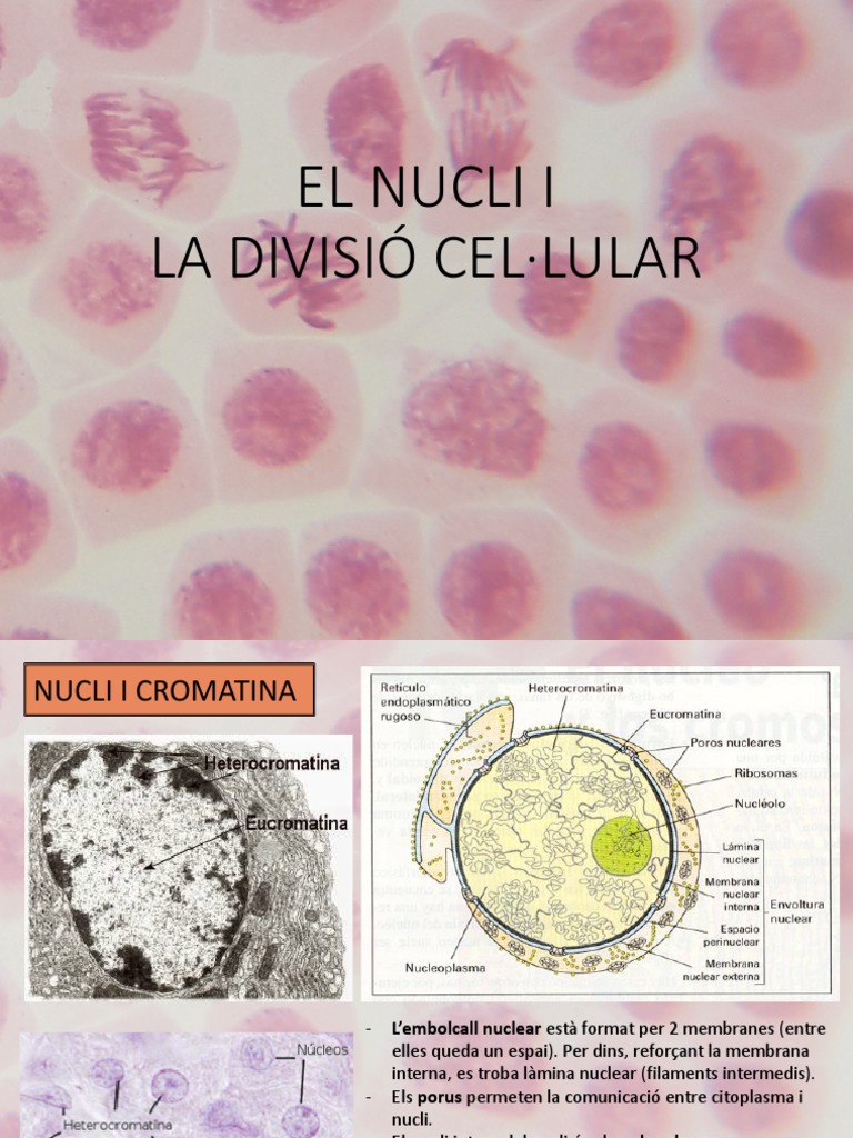 Tema 11 Nucli I Divisió Cel Lular PDF | PDF