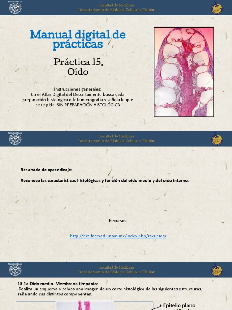 Cortés de Haro María Regina - PRACTICA 15. OIDO | PDF | Oído | Epitelio