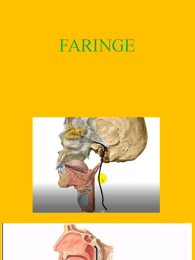 Faringe y Esofago | PDF