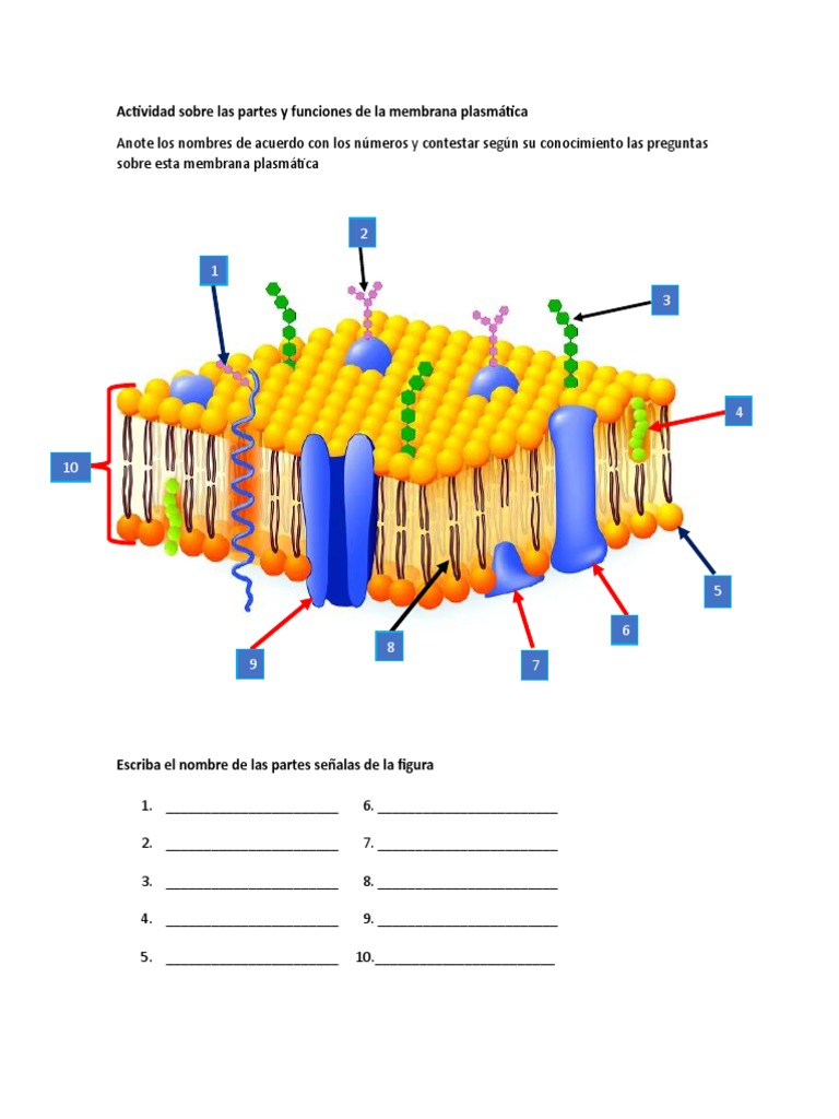 Partes y funciones de la membrana plasmática | PDF | Membrana celular ...