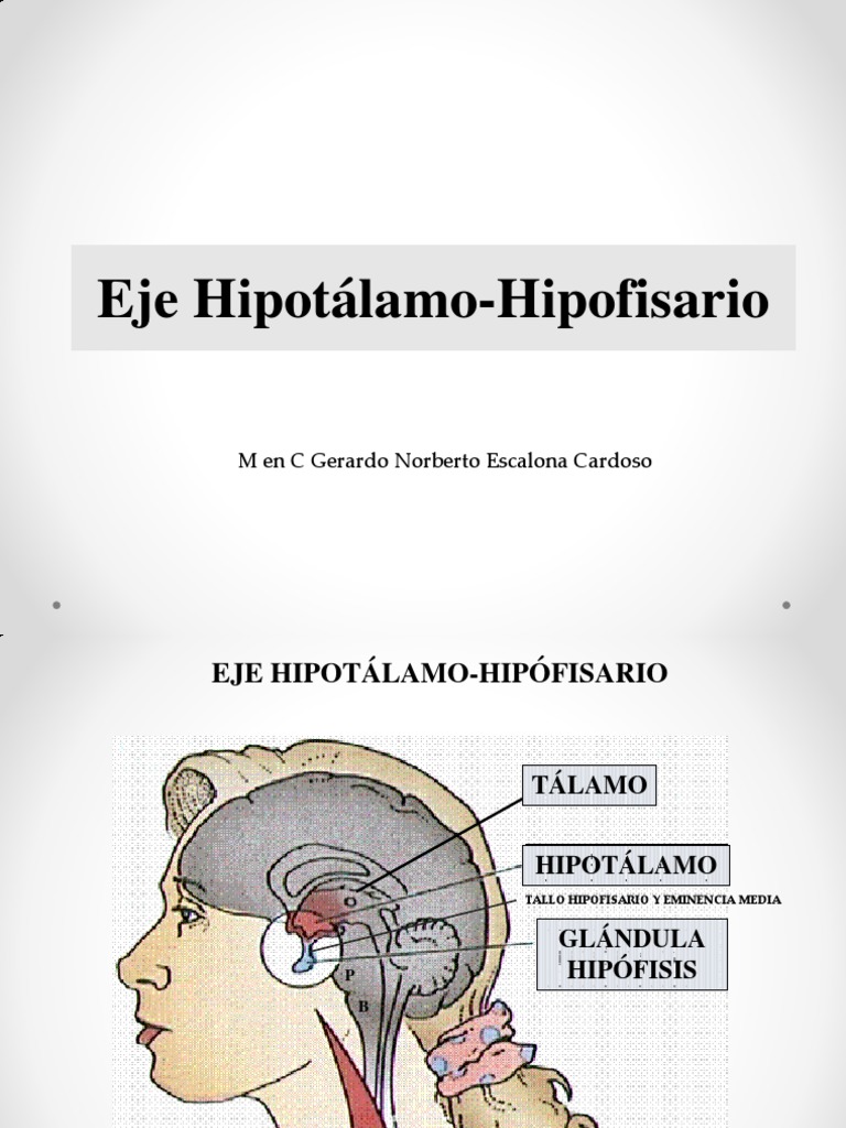 Eje Hipotálamo-Hipófisis: Funciones y Hormonas | PDF | Hipotálamo ...