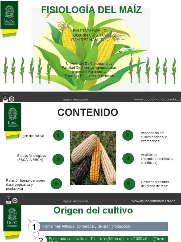 Fisiologia Del Maiz-1 | PDF | Maíz | Agricultura