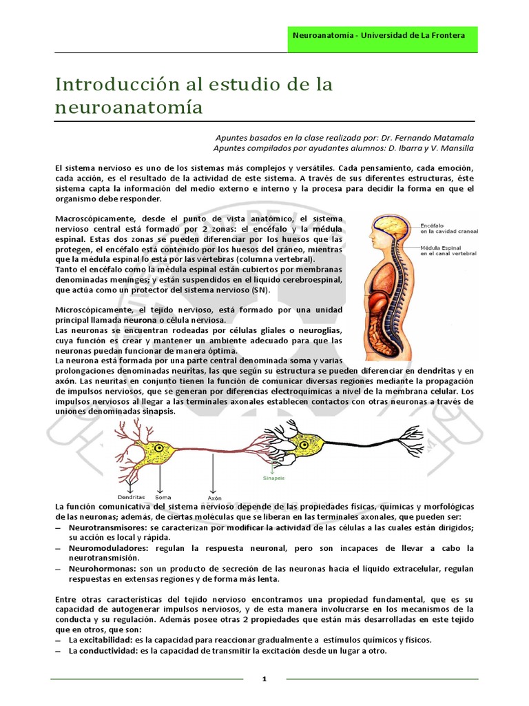 Apuntes de Neuroanatomía Básica | PDF | Cerebro | Sistema nervioso central
