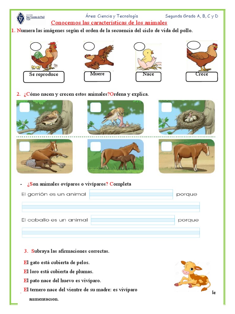 Ficha 22conocemos Las Caracteristicas de Los Animales | PDF