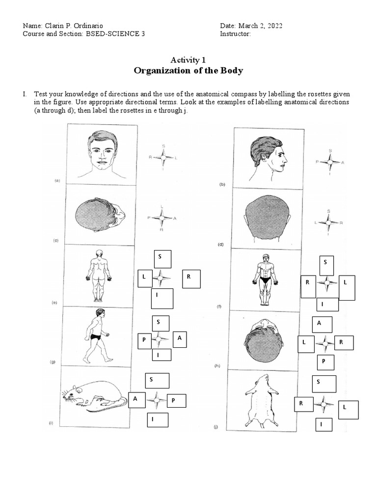 Activity 1 | PDF | Abdomen | Pelvis