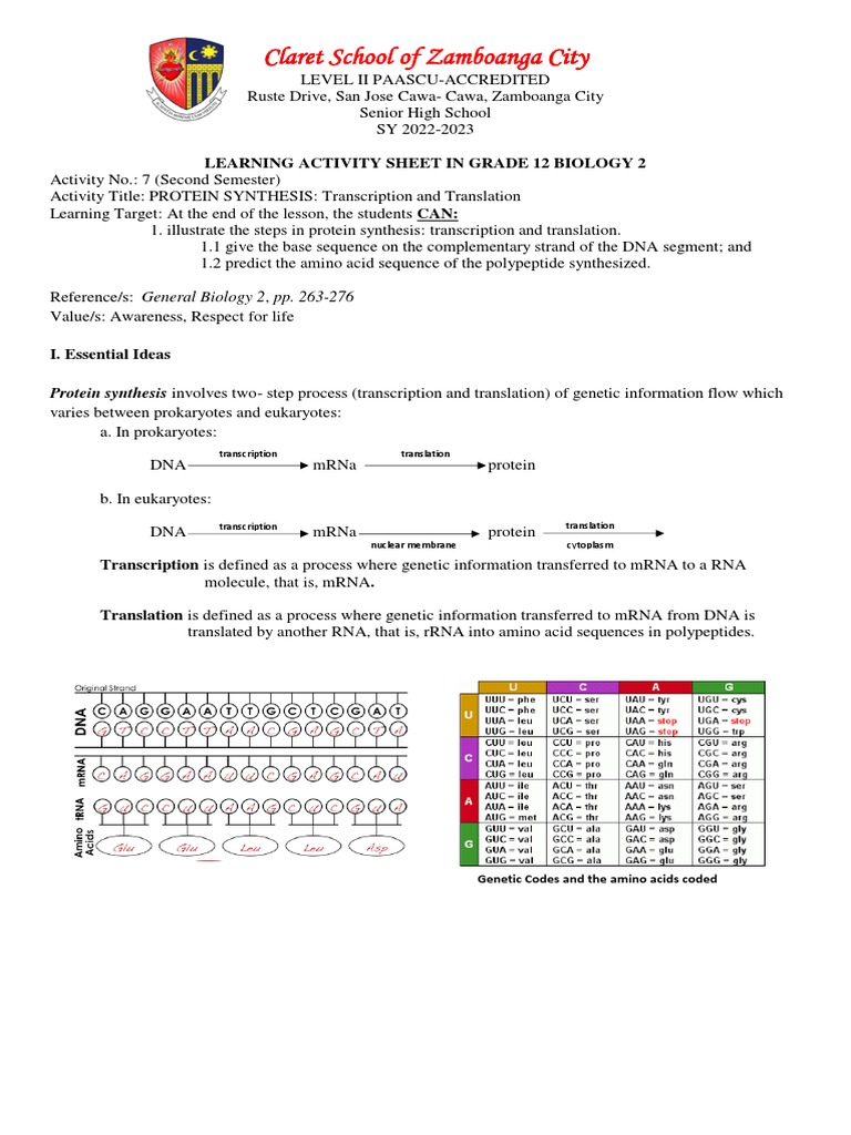 PROTEIN SYNTHESIS: Transcription and Translation Learning | PDF