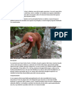 Huapo Colorado: Características y Conservación | PDF