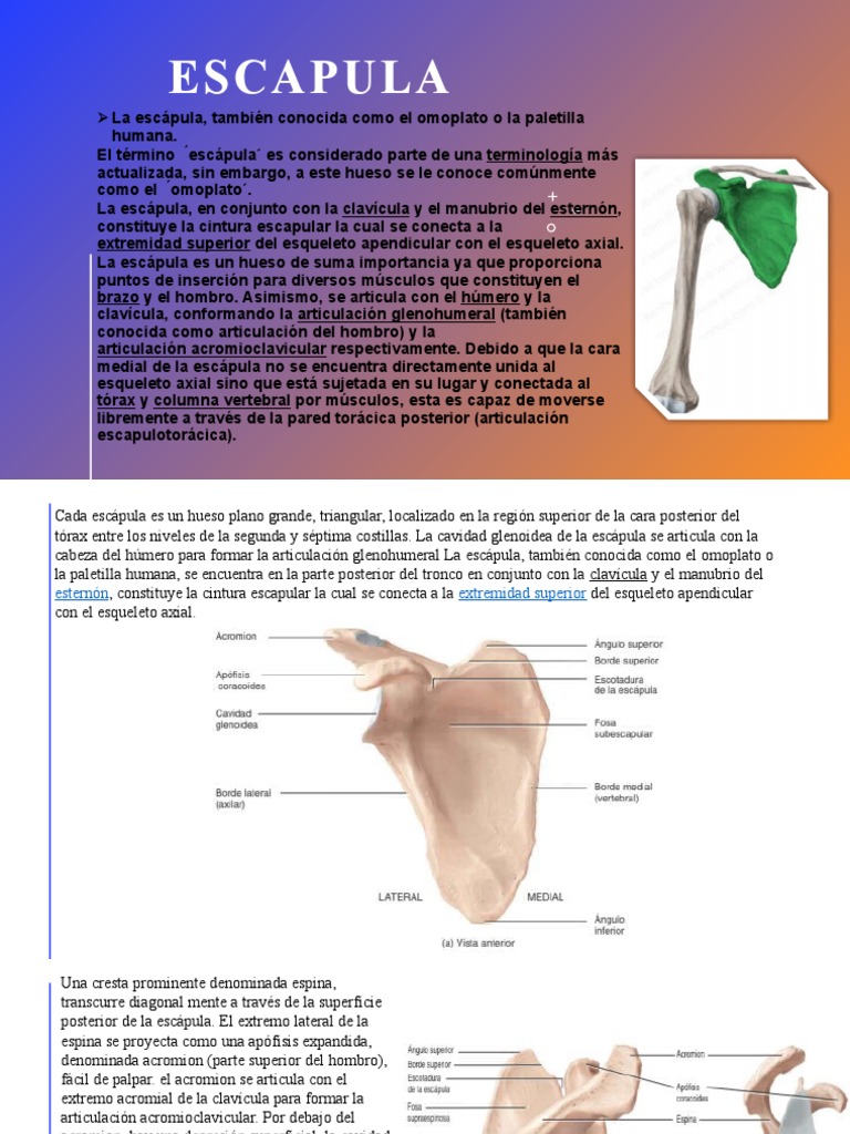 Escapular Anatomía | PDF | Hombro | Sistema musculoesquelético