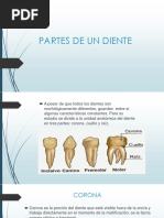 Caras y Anatomía de los Dientes | PDF | Odontología | Anatomia dental