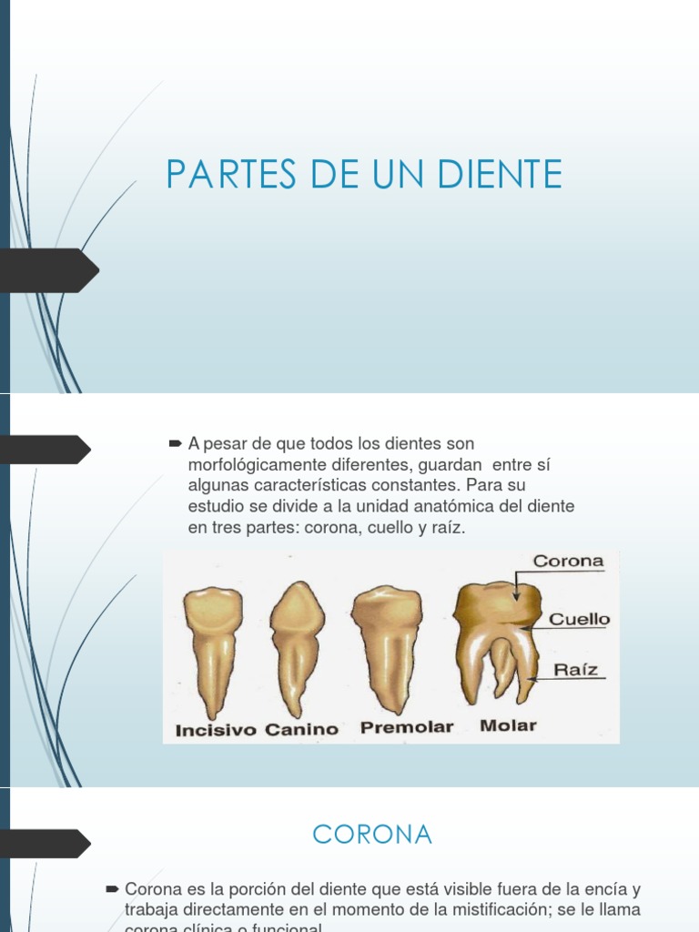 Partes y Anatomía del Diente | PDF | Boca | Ramas de Odontología