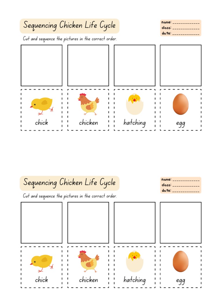 Cut and Paste Sequencing Chicken Life Cycle Worksheet PDF | PDF