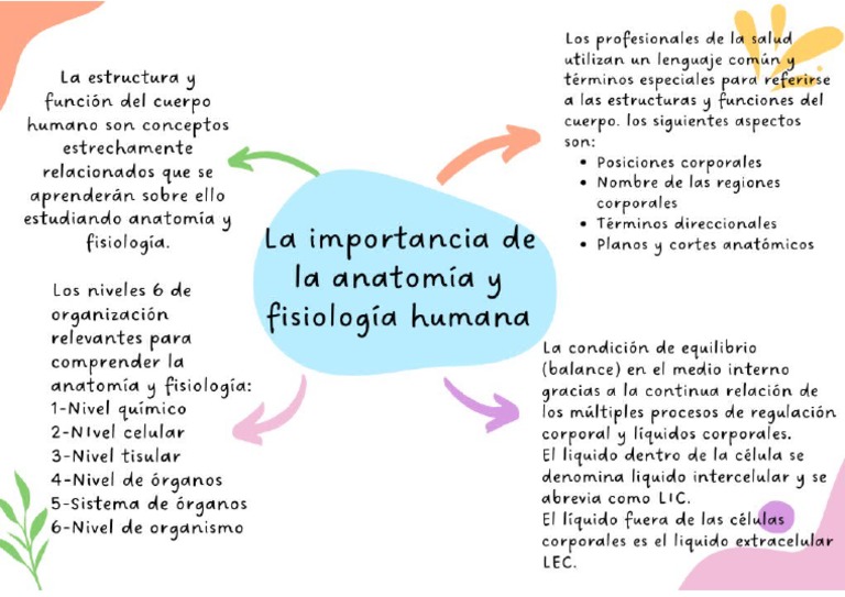 Mapa Conceptual-La Importancia de La Anatomía y Fisiología Humana | PDF