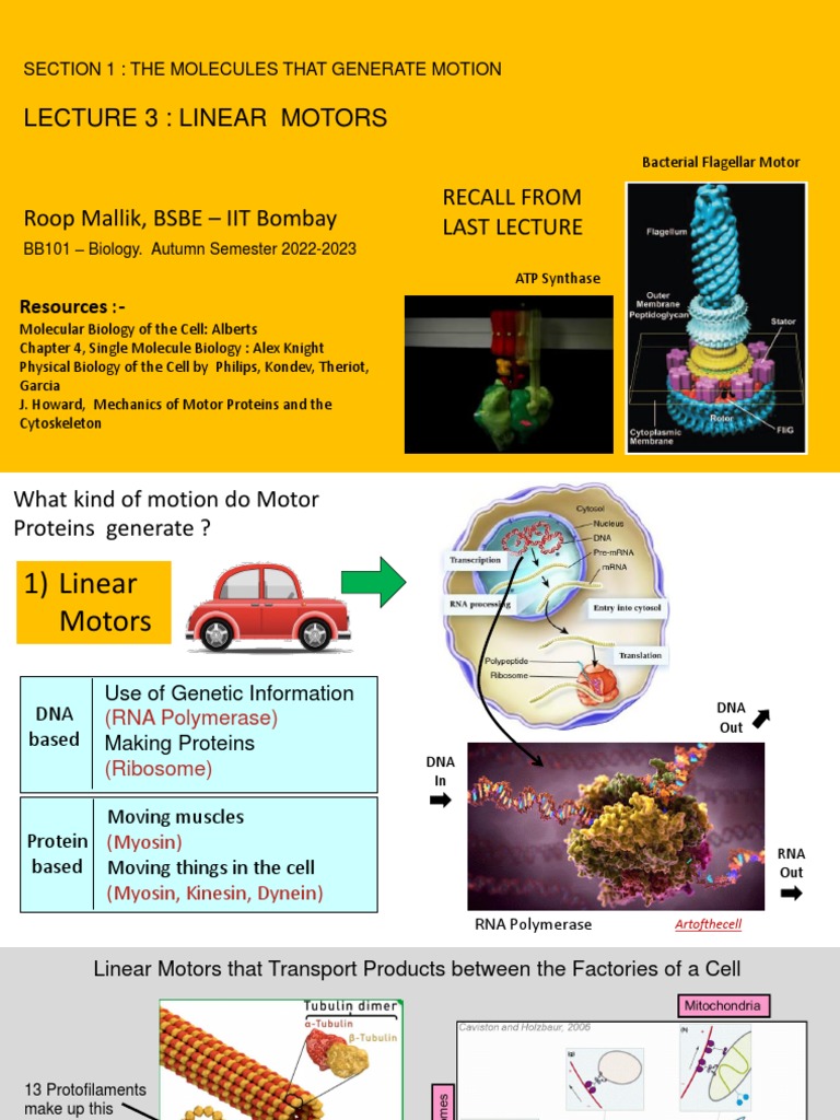 BB101 RM Sec1Lec3 | PDF | Cell (Biology) | Cell Anatomy