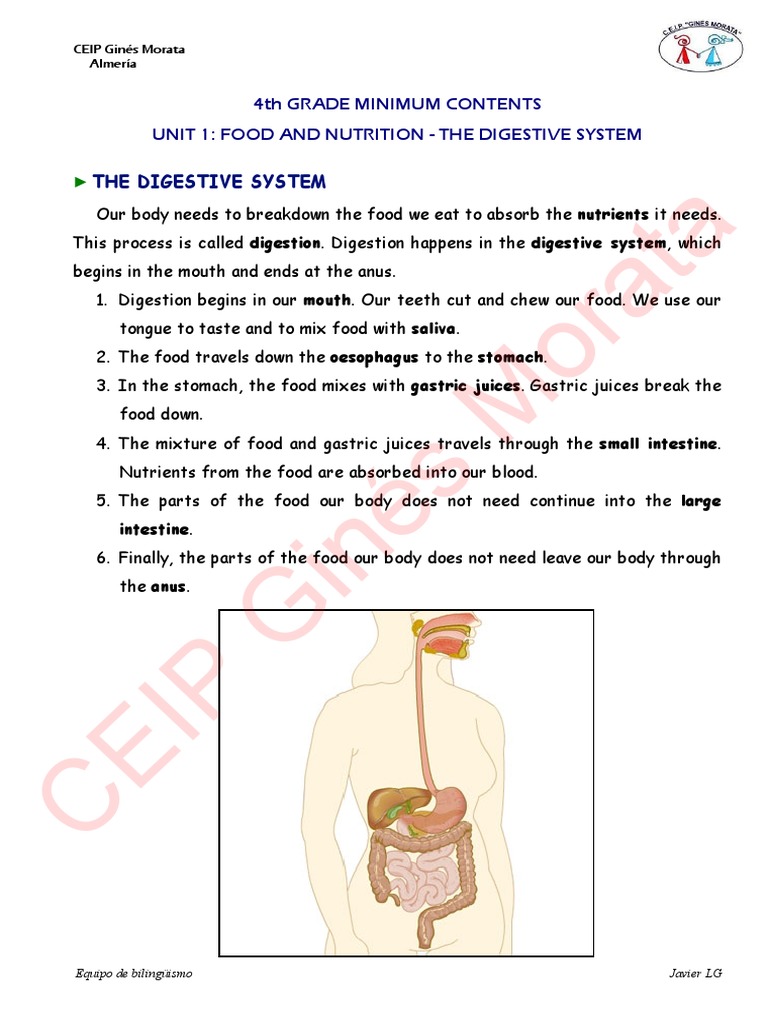 UNIT 1 THE DIGESTIVE SYSTEM Def PDF | PDF | Digestion | Human Digestive System