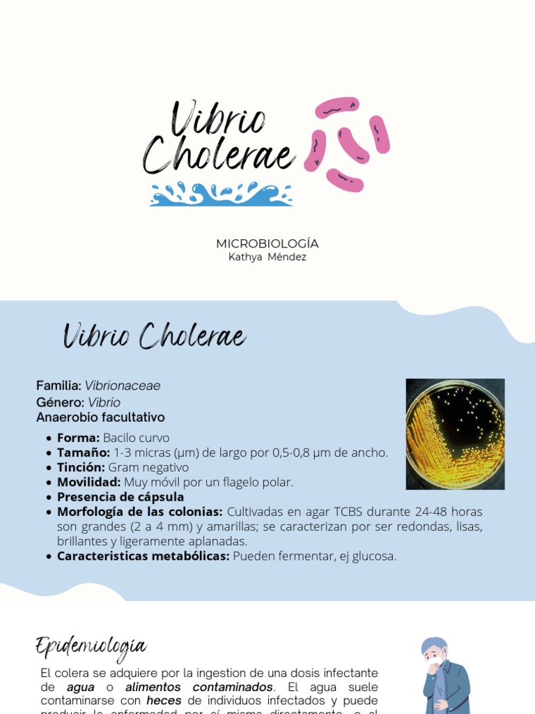 Tinción Gram de Vibrio cholerae | PDF