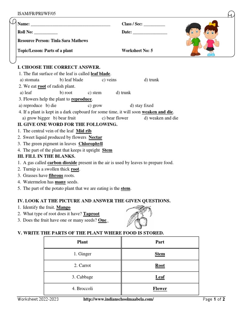 Parts of a Plant Worksheet | PDF | Leaf | Plants