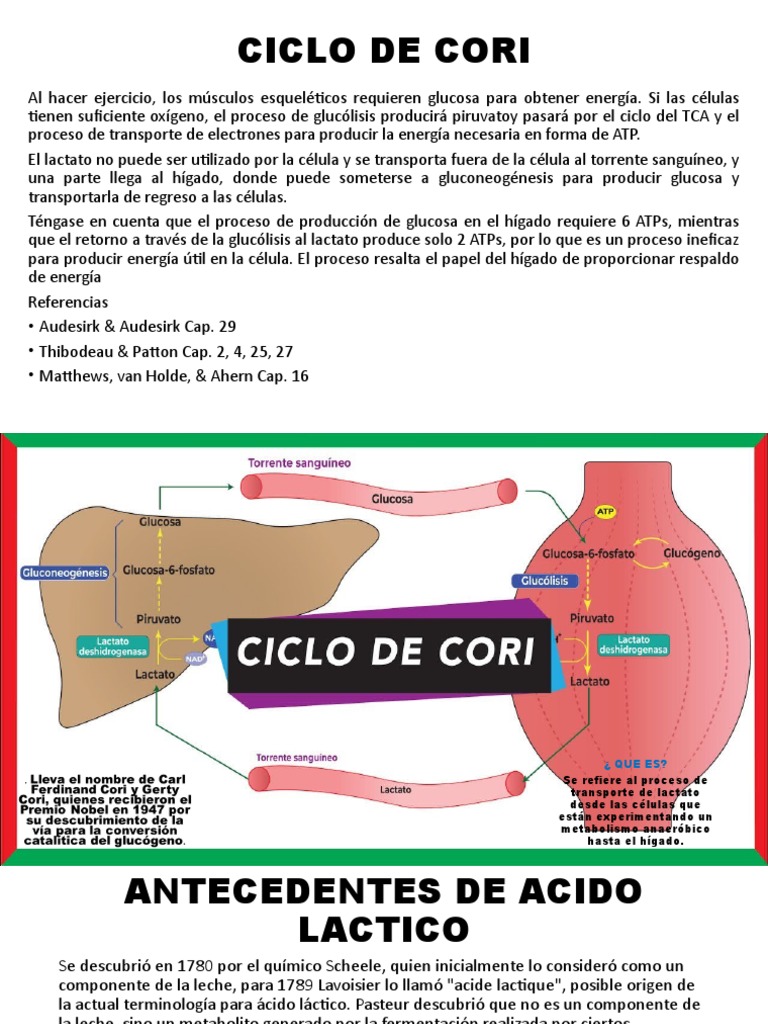 Ciclo de Cori | PDF | Ácido láctico | Fermentación