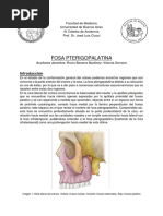 Cavidad Orbitaria, Pterigoidea, Tempora, Fosas Nasales, Pterigomaxilar ...