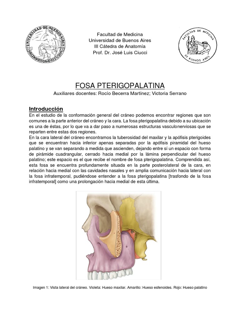 Anatomía de la Fosa Pterigopalatina | PDF | Sistema musculoesquelético ...