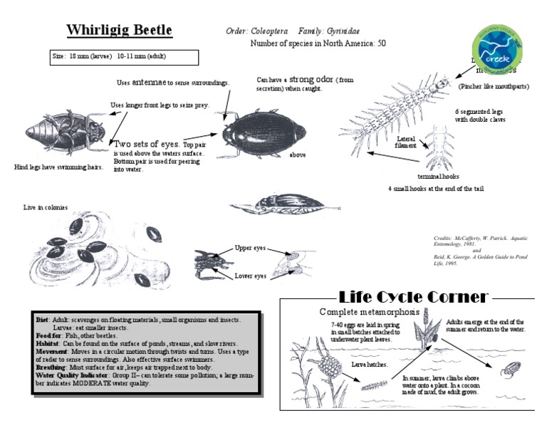 Whirligig Beetle: Life Cycle Corner | PDF | Beetle | Insects