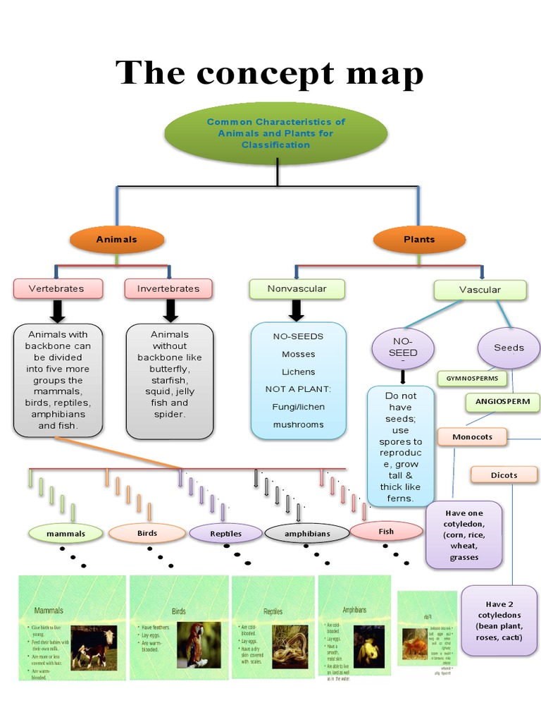 Kingdom Fungi Concept Map