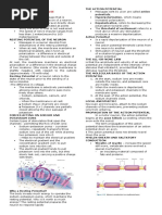 Metaneuron Manual | PDF | Inhibitory Postsynaptic Potential | Membrane ...