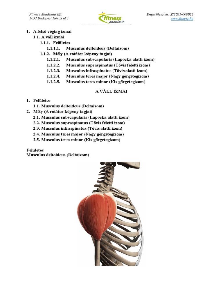 A Felso Vegtag Izmai Vállizmok | PDF