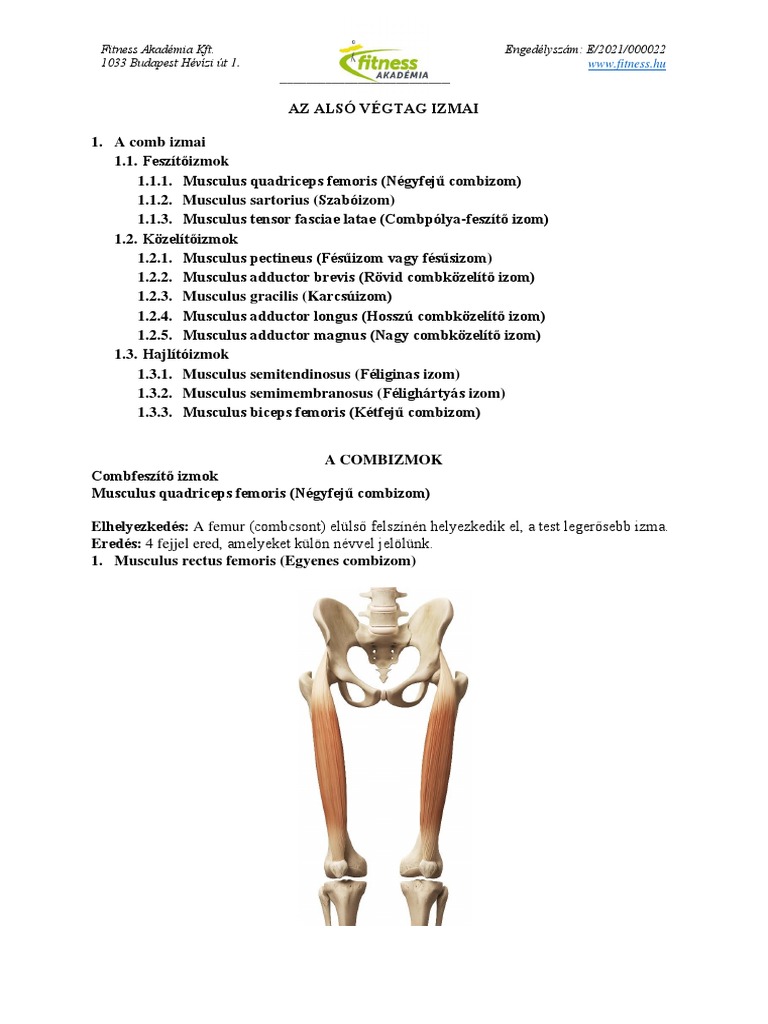 Az Also Vegtag Izmai A Comb Izmai | PDF