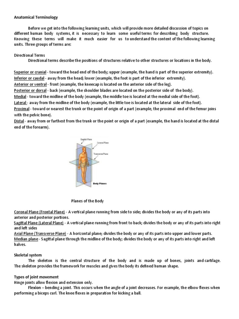 Anatomical Terminology | PDF | Anatomical Terms Of Motion | Anatomical ...