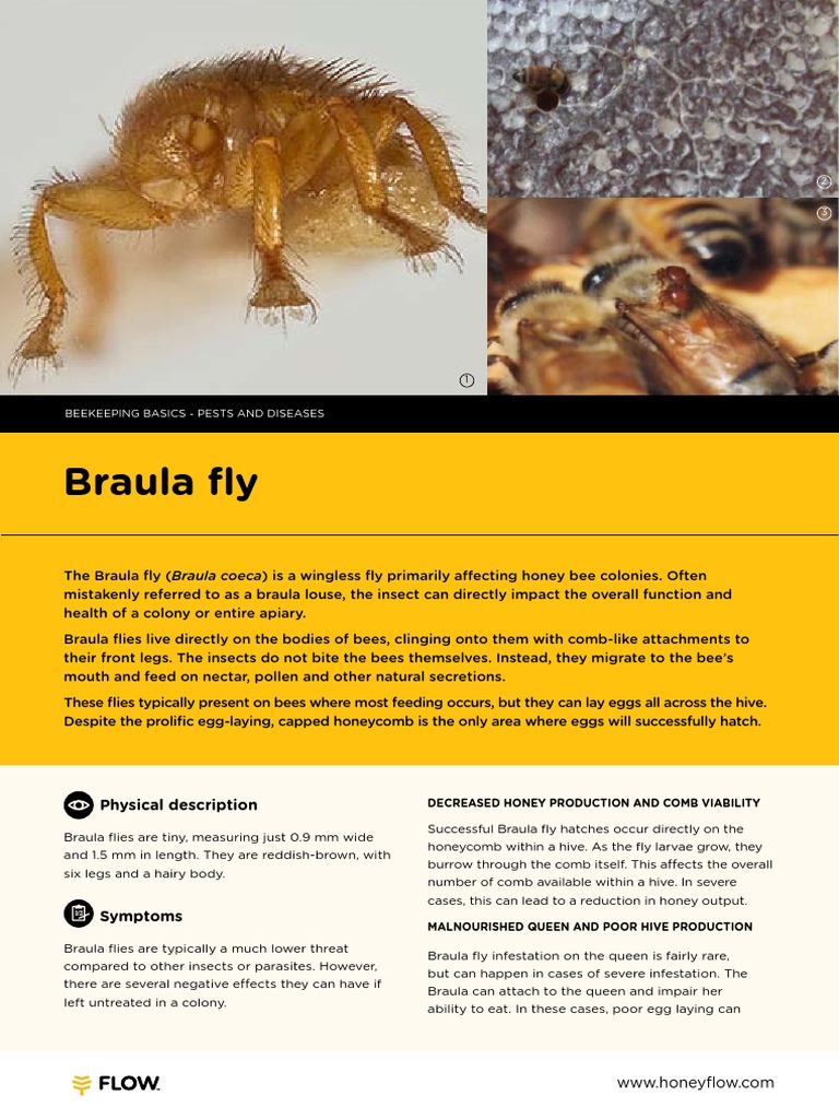 Braula Fly | PDF | Beehive | Honey Bee