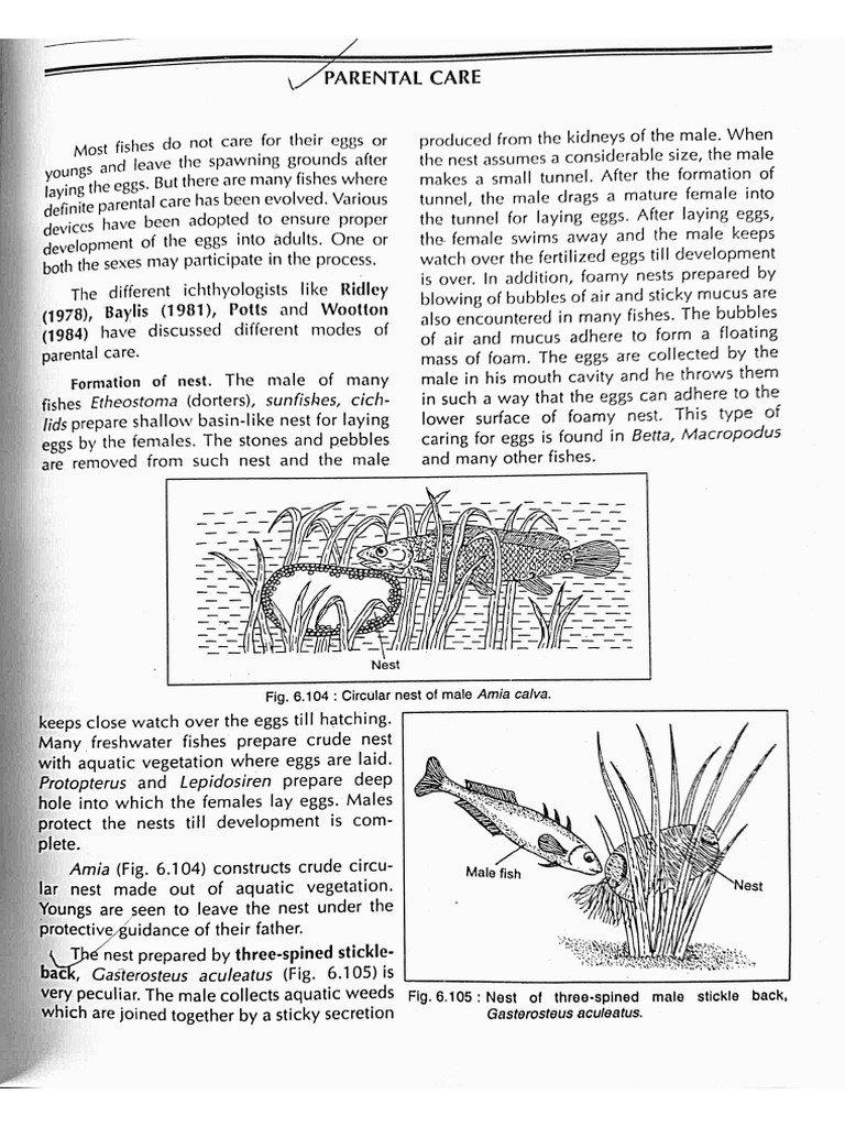 Parental Care of fish | PDF