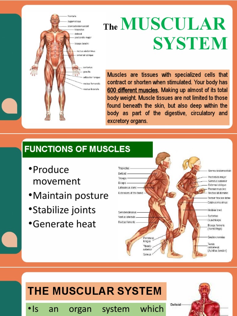 The Muscular System | PDF | Skeletal Muscle | Muscle Contraction