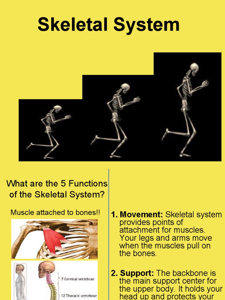 Functions and Structure of the Skeletal System | PDF | Bone | Skeleton